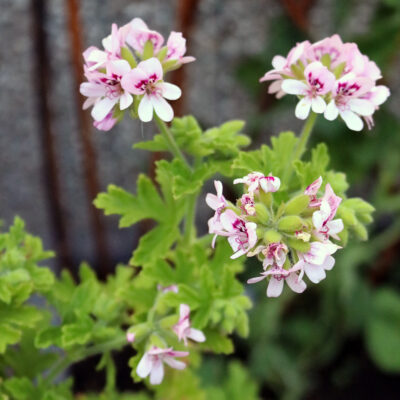 Rose Geranium Body Balm - Lovely Greens Handmade